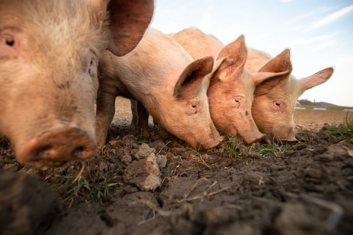 Schweinerassen Überblick & Wissenswertes - Aufgetischt.net